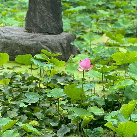 밀양맛집 돌담가든 Doldam Garden • Instagram Photos And Videos