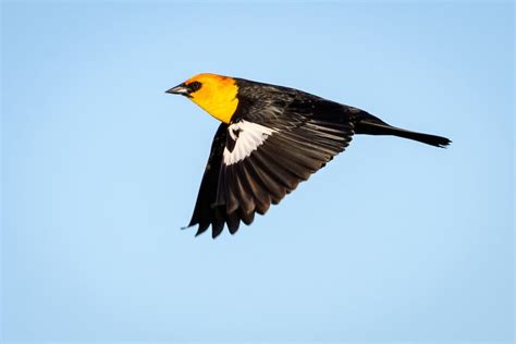 Yellow And Black Bird