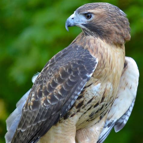 Red And The Peanut A Red Tailed Hawks Beak Red Tailed Hawk Hawk
