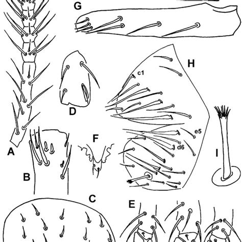 Cilia Ultrastructure Observed By Transmission Electron Microscopy A