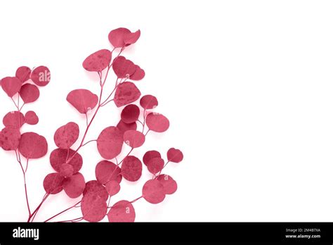 Viva Magenta Colored Eucalyptus Branches Isolated On White Background