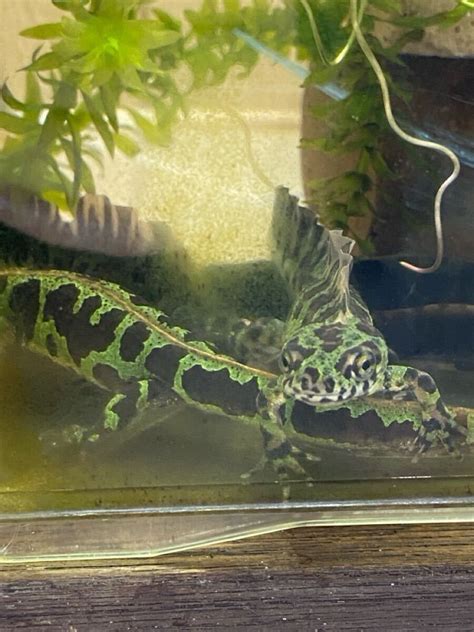 Yahooオークション Aマダライモリ有精卵 10個＋2個