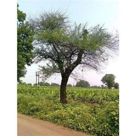 Babul Tree At Best Price In Pune By Vanrai Farms And Nursery Id