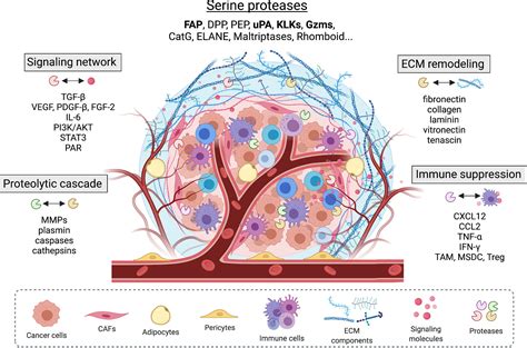 Frontiers Role Of Serine Proteases At The Tumor Stroma Interface