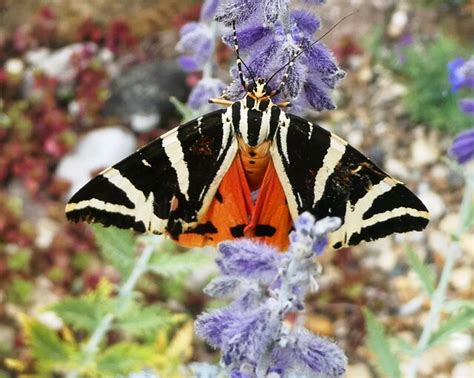 Jersey Tiger Moth In Faversham © Pam Fray Geograph Britain And Ireland
