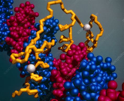 Protein Binding To Dna Stock Image G1100637 Science Photo Library