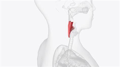 Fotos Orofaringe 100 Fotos De Arquivo Grátis De Alta Qualidade