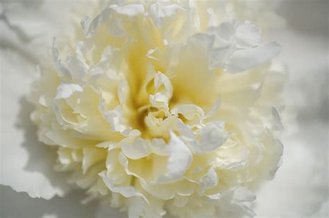 Fluffy White Flower Eric Kilby Flickr