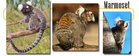 Marmoset Info And Games