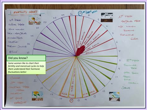 Vagina Vs Vulva Female Anatomy Pshe Teaching Resources