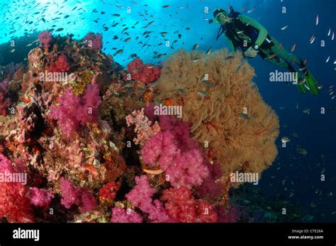 Richelieu Rock Surin Islands