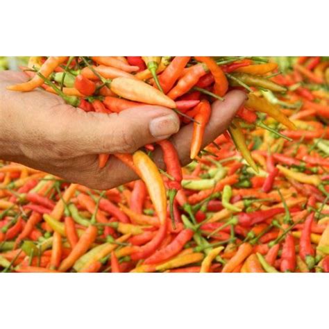 Jual Cabe Rawit Setan Caplak Segar 250gr Shopee Indonesia