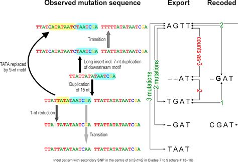 the genealogical world of phylogenetic networks trees informing