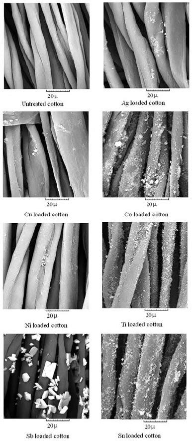 Scanning Electron Microscope Sem Micrographs Of Untreated And