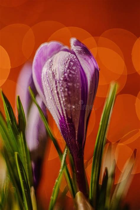 Flowers Soft Focus Effect Depth Of Field Stock Image Image Of Defocus Flora 254224057