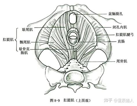 女性生殖系统解剖图（建议收藏） 知乎