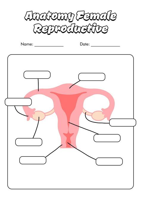 Blank Anatomy Worksheets Reproductive System Female Reproductive