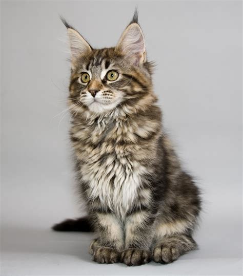 Maine Coon Cats Cute Cats