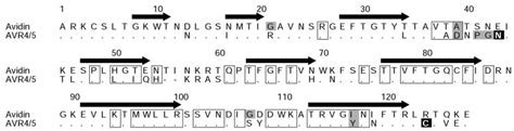 Sequence Alignment Of Chicken Avidin And Avr45 The Secondary Download Scientific Diagram
