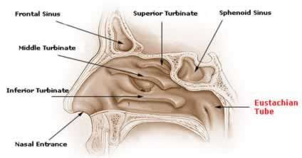 Correct Nasal Spray Use For Eustachian Tube Dysfunction The Human Body