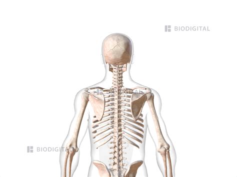 Right Spinalis Cervicis Biodigital Anatomy