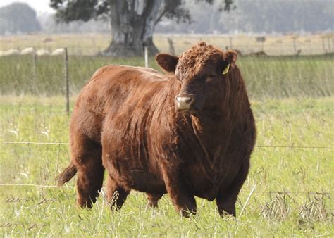 Jaque Mate Select Debernardi