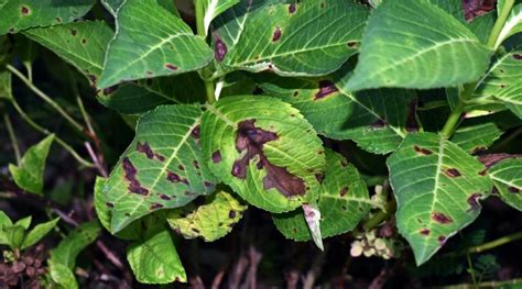 How To Plant Grow And Care For Hydrangea Serrata