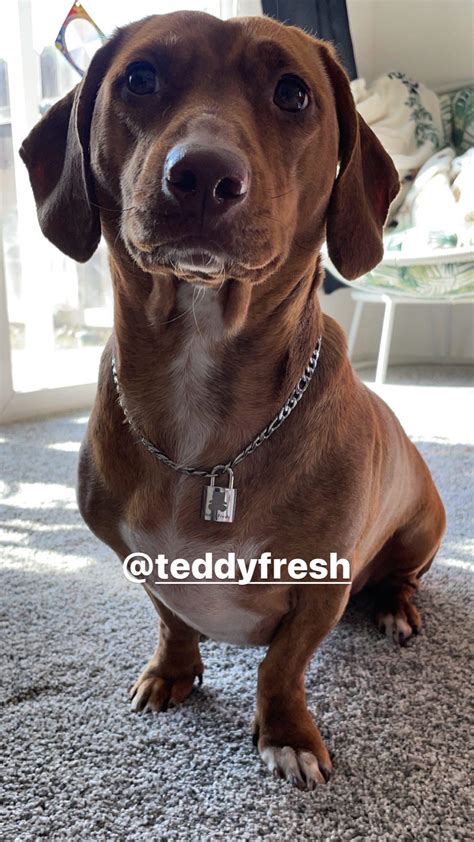 This Is Penny She Is A Weenie Mix What Would You Guess Her Other Breed Is 🐶💕😊 R Dachshund