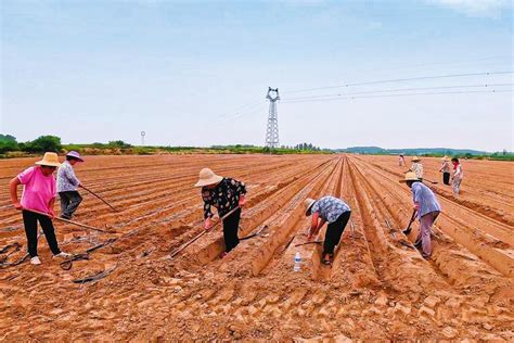 淅河镇人民桥村乡村合作公司发展蔬菜种植 随州市人民政府门户网站