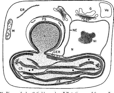 Brown Algae Cell Structure