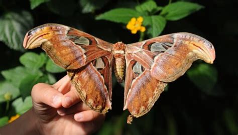 The Atlas Moth A Butterfly That Never Eats Animals Around The Globe