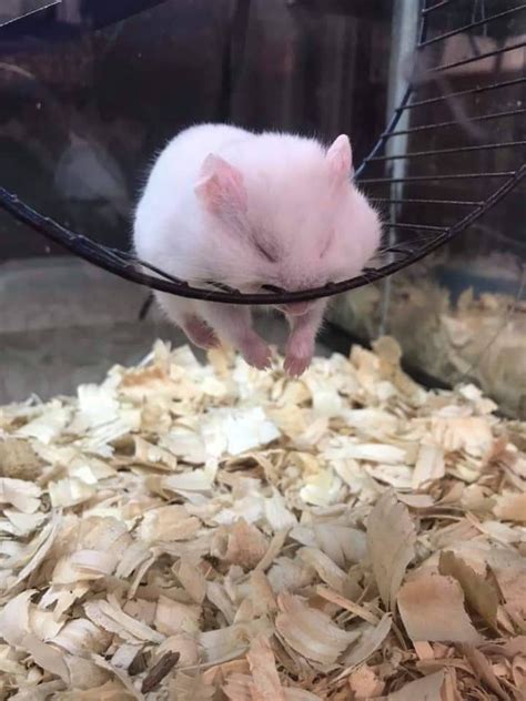 I Always Enjoy A Cute Ham Pic Like This Rhamsters