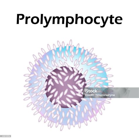 Struktur Limfosit Limfosit Sel Darah Kekebalan Sel Darah Putih Leukosit
