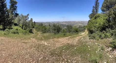 יער נווה צוף טיול בשמורת הטבע הראשונה שהוכרזה בארץ חמל