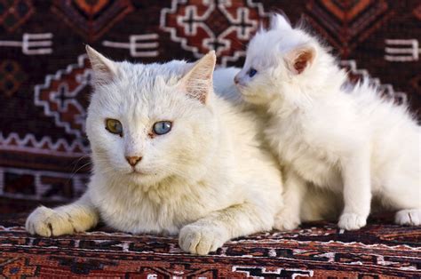 Turkey Cat