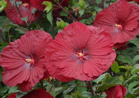 Keeping Hardy Hibiscus Over The Winter Artofit