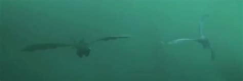 Pin By Marissa On Toothless And Luna Httyd Toothless Luna