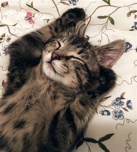 Adorable Kittens Tumblr