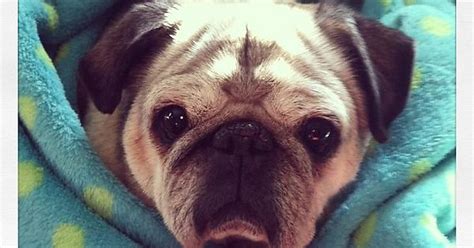 This Is My Best Friend Mr Ruggles Imgur