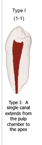 Posterior Tooth Root Morphology Flashcards Quizlet