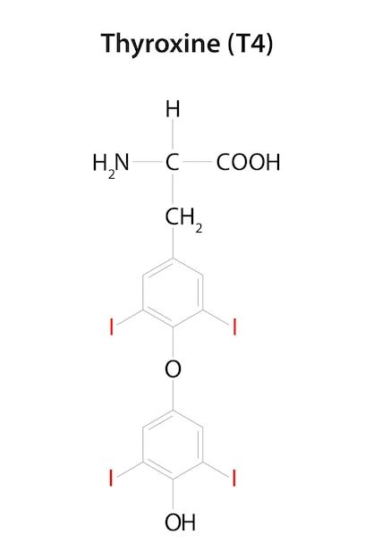Thyroxine T42 Premium Vector