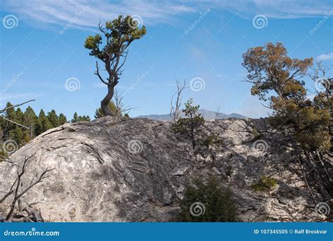 Pine Tree In Yellowstone Stock Image Image Of National 107345505