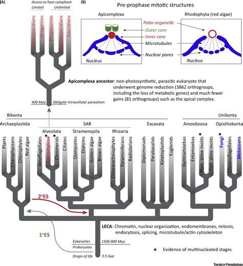 Apicomplexa Cell Cycles Something Old Borrowed Lost And New Trends In Parasitology