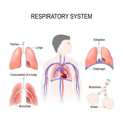 Sistema Respiratório Ilustração Do Vetor Ilustração De Respiratory
