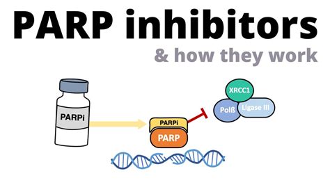 How Parp Inhibitors Parpi Work Youtube