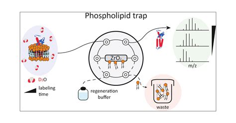 Phospholipid Structure Labeled