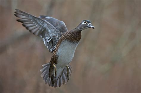 Wood Duck Female Flying