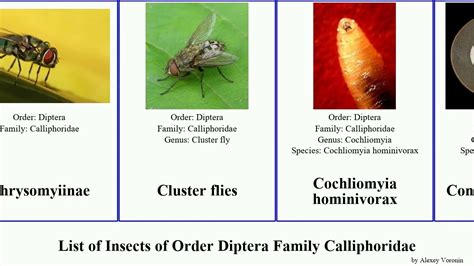 Diptera Families
