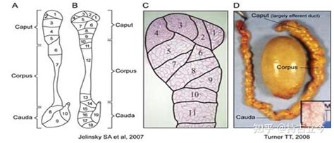小鼠附睾尾（cauda）手术取精实验 知乎