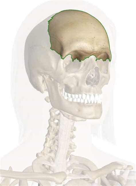 Frontal Bone Anatomy Functions And Landmarks